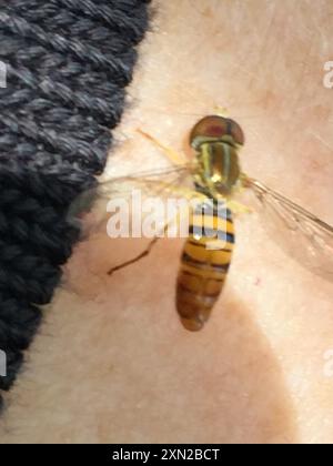 Maize Calligrapher (Toxomerus politus) Insecta Stock Photo - Alamy