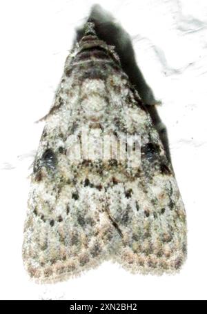 Tufted Moths (Nolidae) Insecta Stock Photo - Alamy