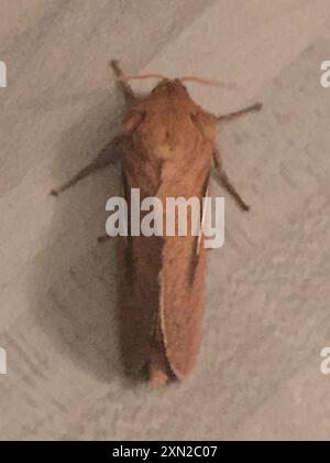Bog Porina (Wiseana umbraculata), Insecta, Dunrobin, New Zealand Stock ...