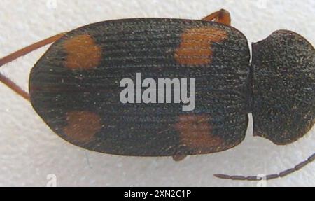 Yellow-spotted Ground Beetles (Craspedophorus), Insecta, Sabiepark ...