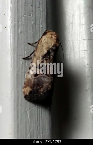 Chalcedony Midget (Elaphria chalcedonia) Insecta Stock Photo - Alamy
