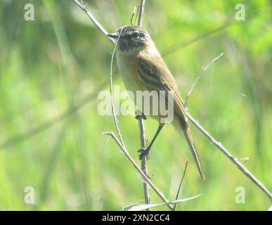 Bearded Tachurí (Polystictus pectoralis) Aves Stock Photo - Alamy