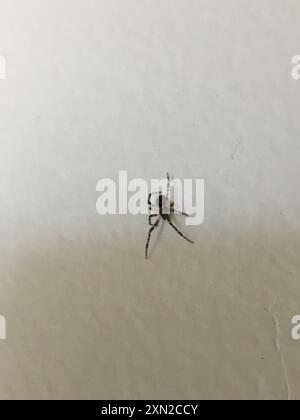 Orbweavers and Allies (Araneoidea) Arachnida Stock Photo - Alamy