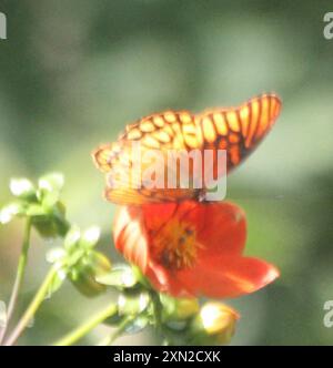 Mexican Silverspot (Dione moneta) Insecta Stock Photo - Alamy