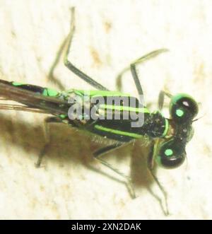 Common Bluetail (Ischnura senegalensis) Insecta Stock Photo - Alamy
