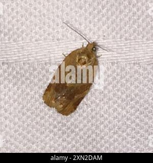 Garden Tortrix (Clepsis peritana) Insecta Stock Photo - Alamy