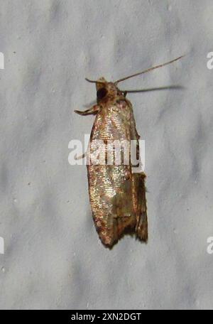 Tortricine Leafroller Moths (Tortricinae) Insecta Stock Photo - Alamy