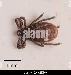 Western Black-legged Tick (Ixodes pacificus) Arachnida Stock Photo - Alamy