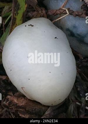 (Psilocybe weraroa) Fungi Stock Photo - Alamy