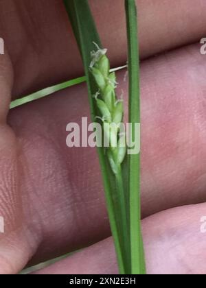 Carex sect. Paniceae (Paniceae) Plantae Stock Photo - Alamy