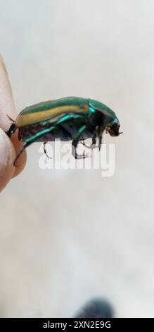 Figeater Beetle (Cotinis mutabilis) Insecta Stock Photo - Alamy