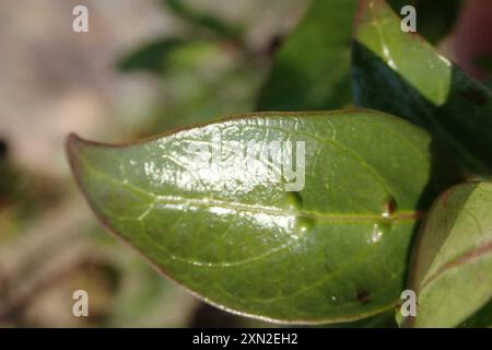 African Strawberry-Tree (Cephalanthus natalensis) Plantae Stock Photo ...