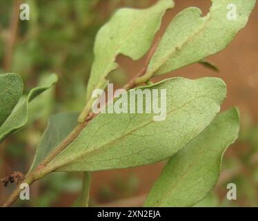 Gwarrie (Euclea undulata) Plantae Stock Photo - Alamy
