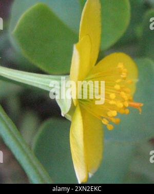 Oxbush (Talinum caffrum) Plantae Stock Photo - Alamy