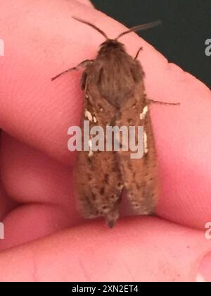 Swift Moths (Hepialidae) Insecta Stock Photo - Alamy