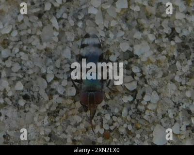 Banded-wing Flies (Chaetopsis) Insecta Stock Photo - Alamy