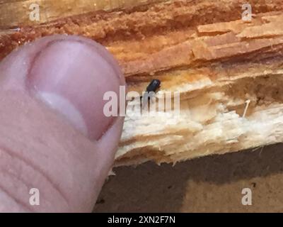 (Torostoma apicale) Insecta Stock Photo - Alamy