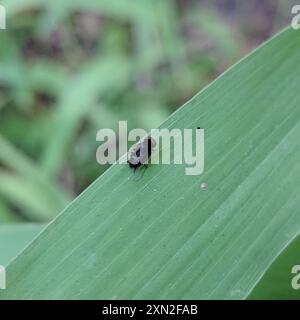 Flat-footed Flies (Platypezidae) Insecta Stock Photo - Alamy