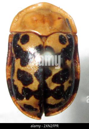 African Spotted Tortoise Beetle (Conchyloctenia punctata Stock Photo ...