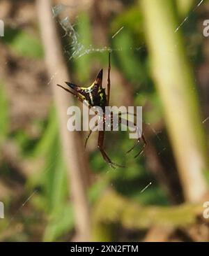 Arrow-shaped Orbweaver (Micrathena sagittata) Arachnida Stock Photo - Alamy