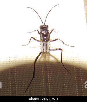 Blue-eyed Ensign Wasp (Evania appendigaster) Insecta Stock Photo - Alamy