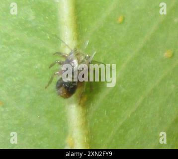 tipu psyllid (Platycorypha nigrivirga) Insecta Stock Photo - Alamy