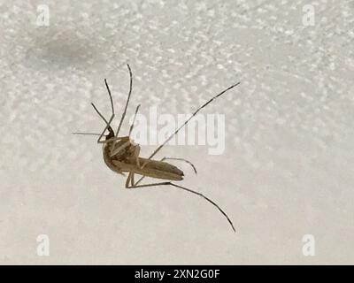 Summer Salt Marsh Mosquito (Aedes dorsalis) Insecta Stock Photo - Alamy