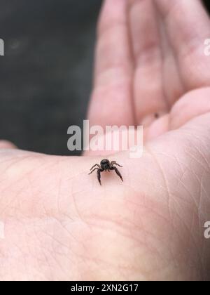 Black-headed Jumping Spider (Trite planiceps) Arachnida Stock Photo - Alamy