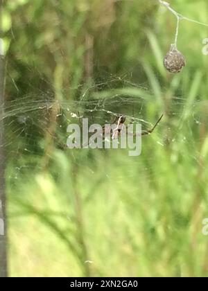 Basilica Orbweaver (Mecynogea lemniscata) Arachnida Stock Photo - Alamy