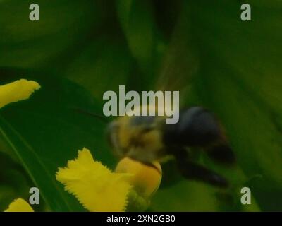 Shining Oil-digger Bee (Centris nitida) Insecta Stock Photo - Alamy