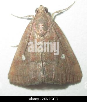 Oriental Eight-spot (Amyna axis), Insecta, Santo Antão, Cape Verde, CV ...
