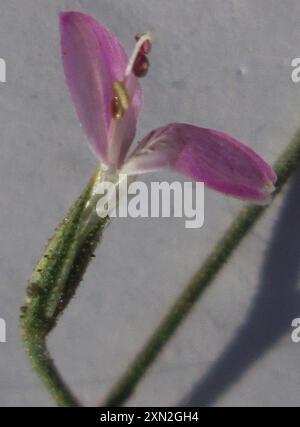 Panicled Foldwing (Dicliptera paniculata) Plantae Stock Photo - Alamy