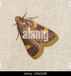 Clover Hayworm Moth (Hypsopygia costalis) Insecta Stock Photo - Alamy