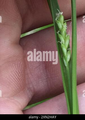 Carex sect. Paniceae (Paniceae) Plantae Stock Photo - Alamy