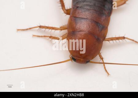 Turkestan Cockroach (Periplaneta lateralis) Insecta Stock Photo - Alamy
