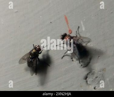 Australian Sheep Blow Fly (Lucilia cuprina) Insecta Stock Photo - Alamy