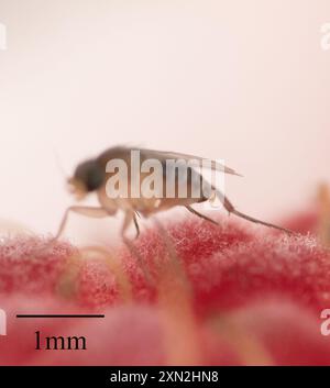 Scaled Hump-backed Fly (Megaselia scalaris) Insecta Stock Photo - Alamy