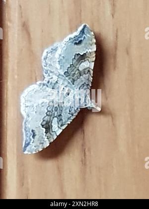 Small hooked-tip looper moth (Homodotis megaspilata Stock Photo - Alamy