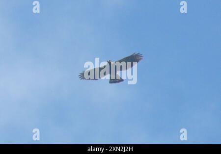 White-rumped Hawk (Parabuteo leucorrhous) Aves Stock Photo - Alamy