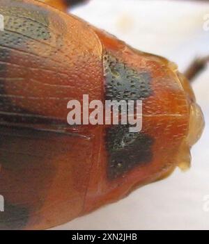 (Lebistina subcruciata) Insecta Stock Photo - Alamy