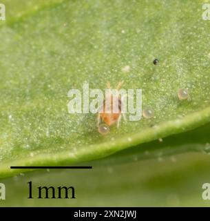 Spider Mites (Tetranychidae) Arachnida Stock Photo - Alamy