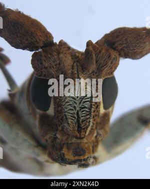 (Protomocerus pulcher) Insecta Stock Photo - Alamy