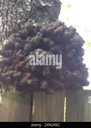 bacterial crown gall (Agrobacterium radiobacter Stock Photo - Alamy