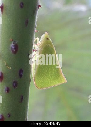 Torpedo Bug (Siphanta acuta), Insecta, 19 Thatcher Crescent, Crofton ...