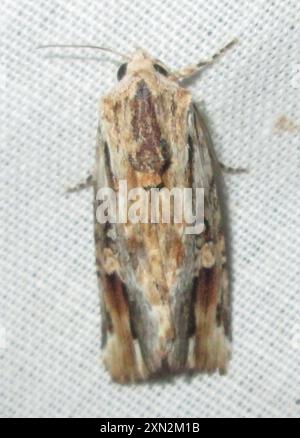 (Magusa versicolora) Insecta Stock Photo - Alamy