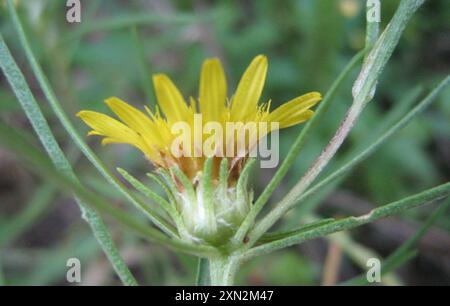 Common Vomitdaisy (Geigeria ornativa) Plantae Stock Photo - Alamy