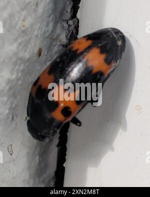 Red-banded Fungus Beetle (Megalodacne fasciata) Insecta Stock Photo - Alamy