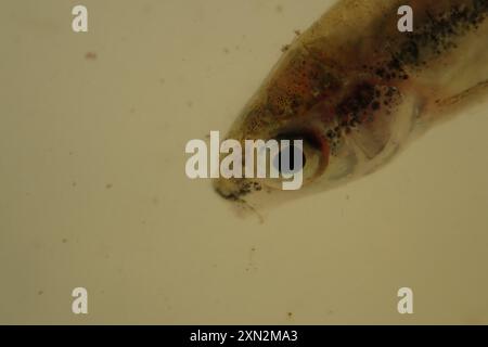 (Enteromius toppini) Actinopterygii Stock Photo - Alamy