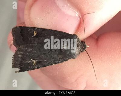Comma-Mark Cutworm (Proteuxoa comma) Insecta Stock Photo - Alamy