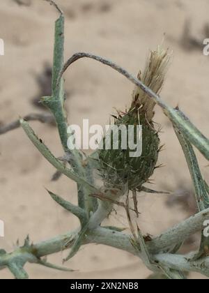 Pitcher's thistle (Cirsium pitcheri) Plantae Stock Photo - Alamy